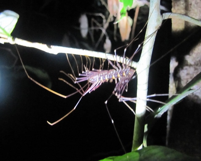 centipede - Borneo Nature Foundation