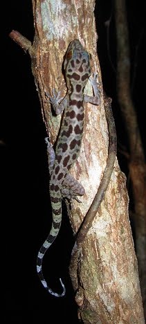 gecko - Borneo Nature Foundation