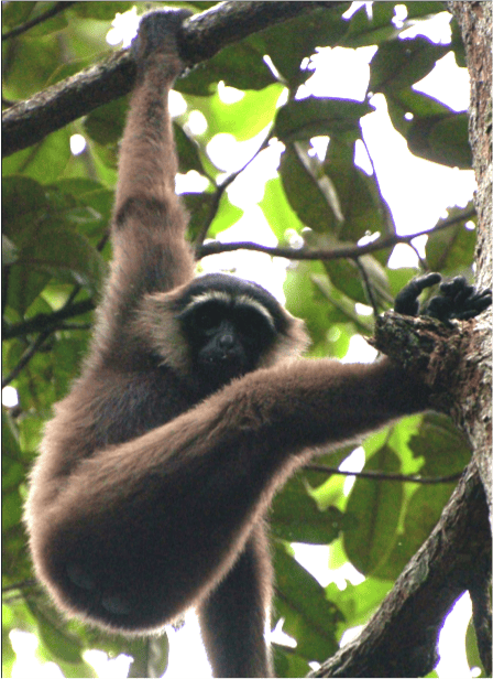 Jet-Lee - Borneo Nature Foundation