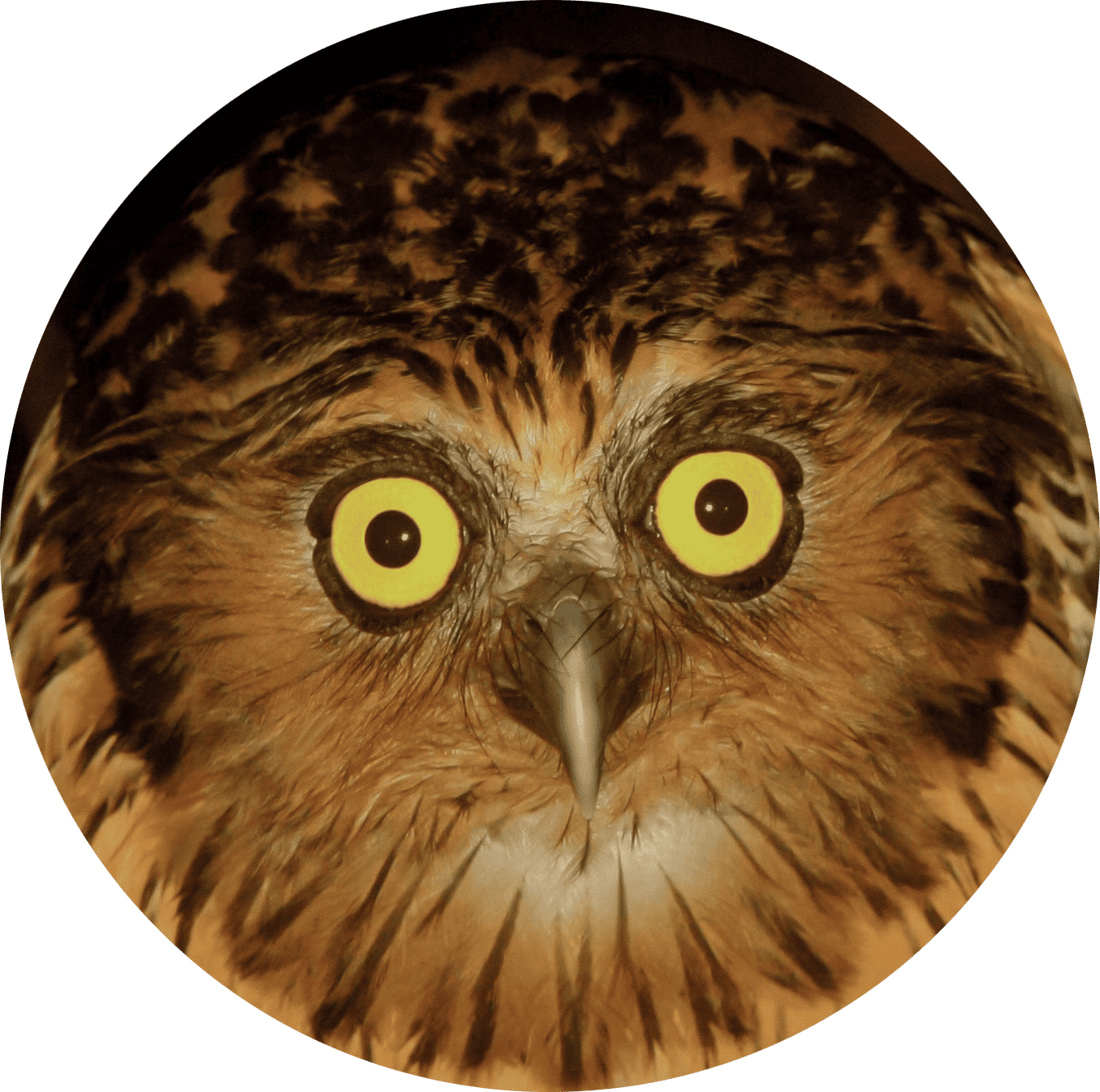 Owl (circle) - Borneo Nature Foundation