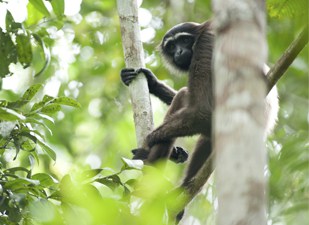 Gibbon project - Borneo Nature Foundation