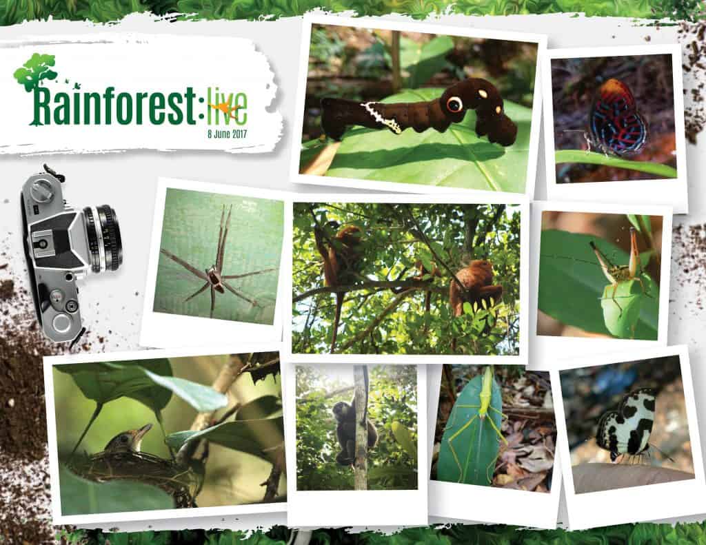 Rainforest Live: Bringing wildlife sightings to you - Borneo Nature ...
