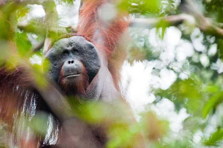 BNF Directors contribute to new Orangutan Population and Habitat ...
