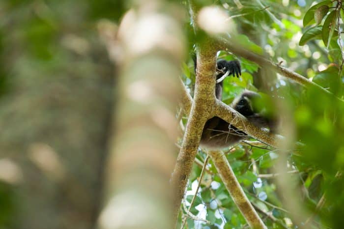 Chilli and Friends (a new story) - Borneo Nature Foundation