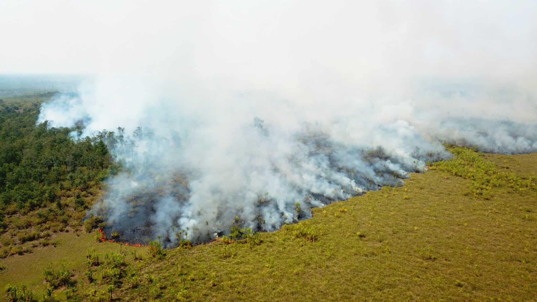 Why is Borneo burning again and again for over 20 years