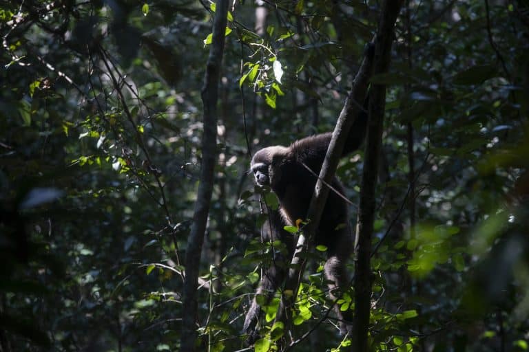 Biodiversity in the Sebangau National Park Peat-swamp Forest - Borneo ...
