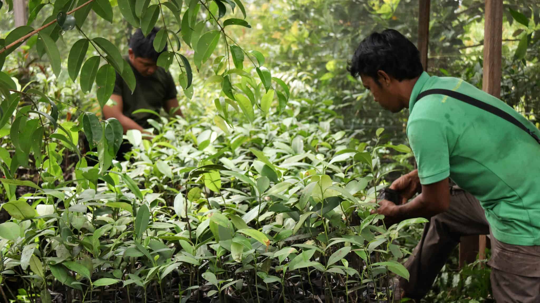 Reforestation For A Better Future - Borneo Nature Foundation