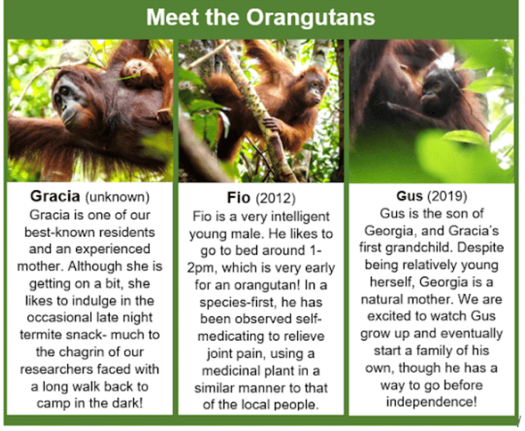 Orangutan Caring Week is upon us! - Borneo Nature Foundation