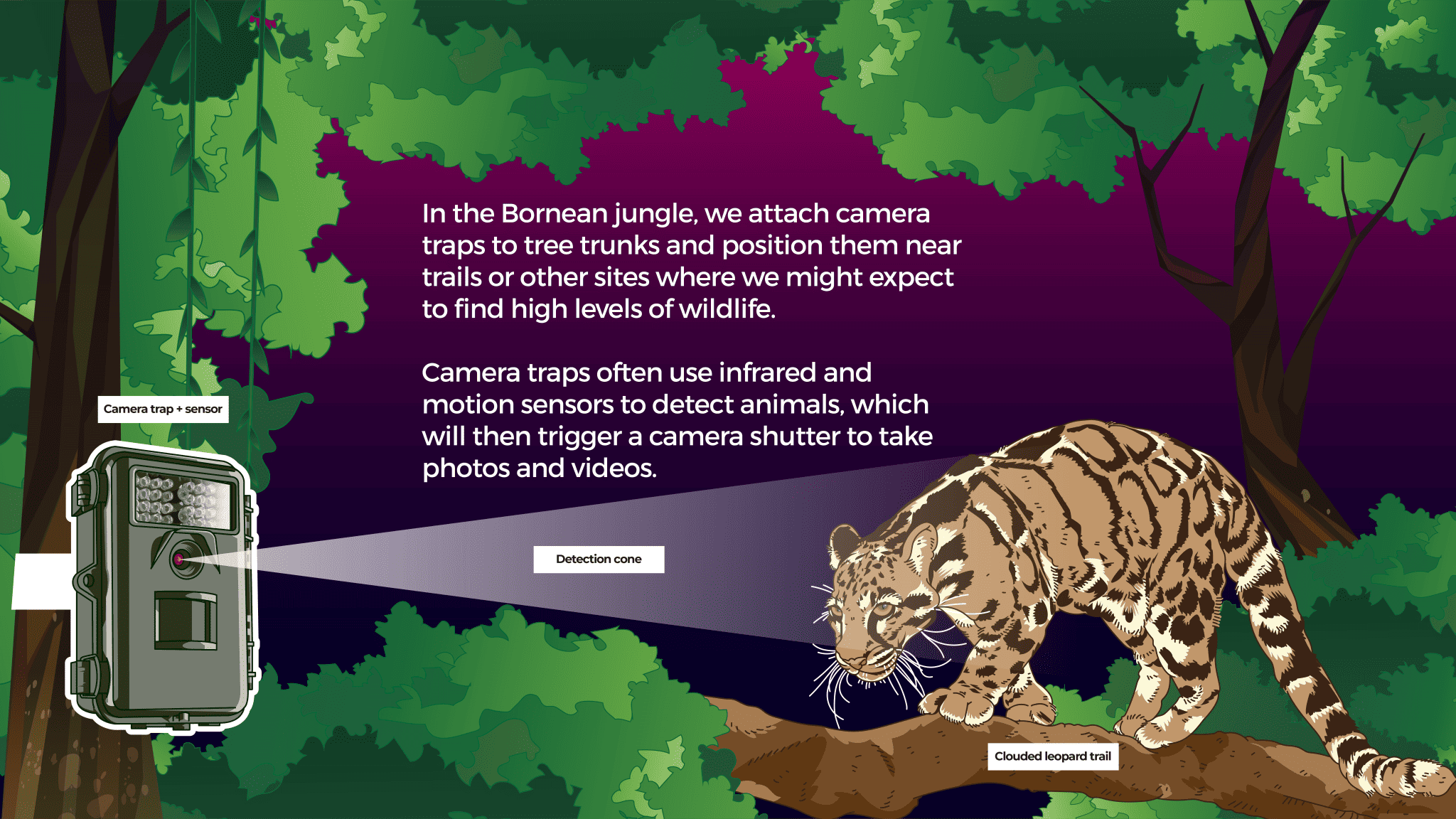 Cats, Conservation... Cameras!