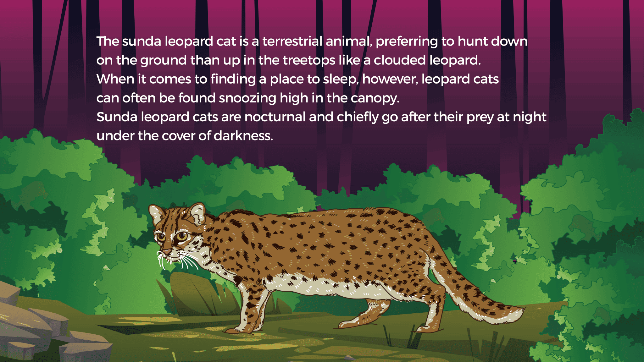 Wild Cat Series: Sunda Leopard Cat - Borneo Nature Foundation