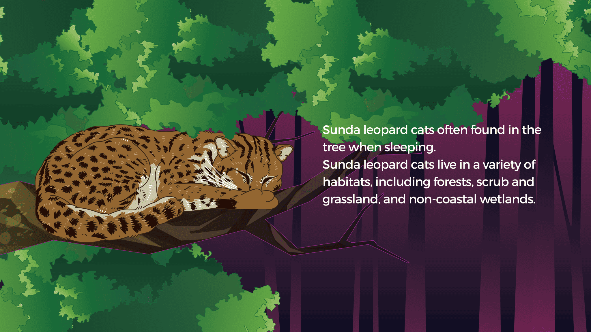 Wild Cat Series: Sunda Leopard Cat - Borneo Nature Foundation