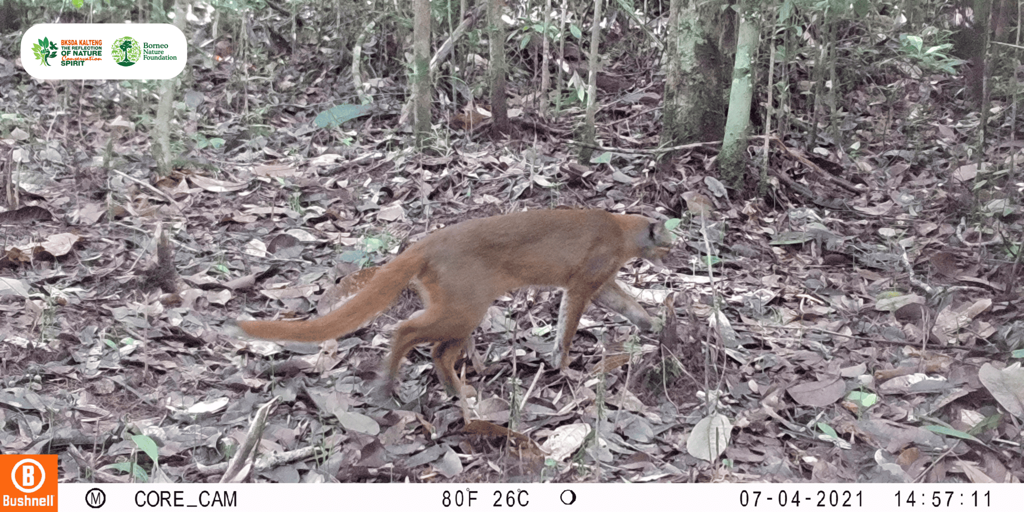 Borneo Bay Cat Conservation - Borneo Nature Foundation