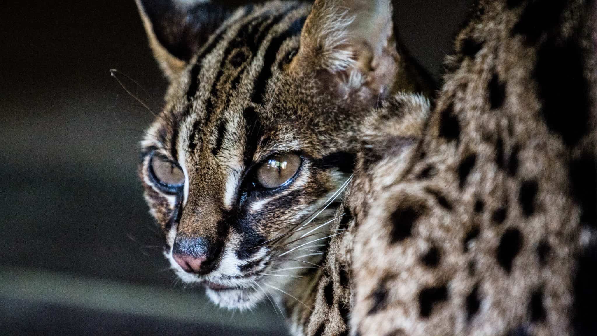 Wild Cat Series: Sunda Leopard Cat - Borneo Nature Foundation