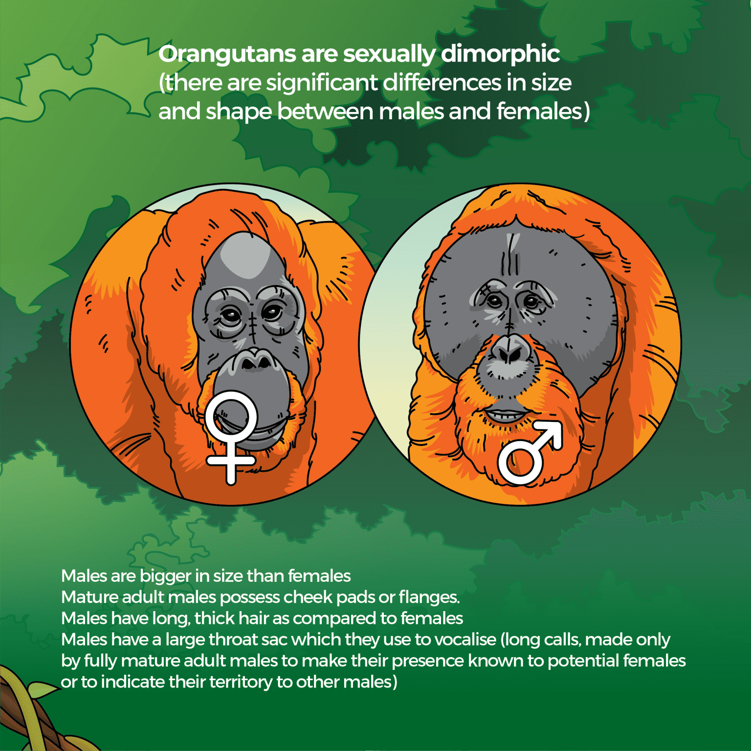 Orangutans and Their Intelligence