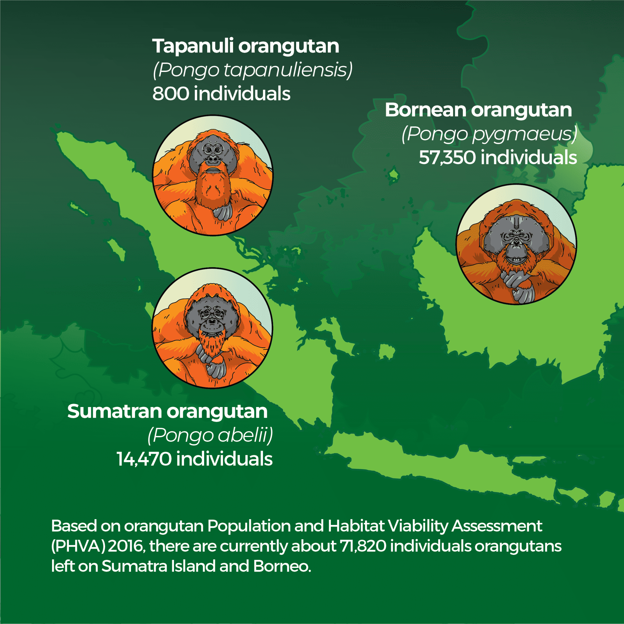 Orangutans and Their Intelligence