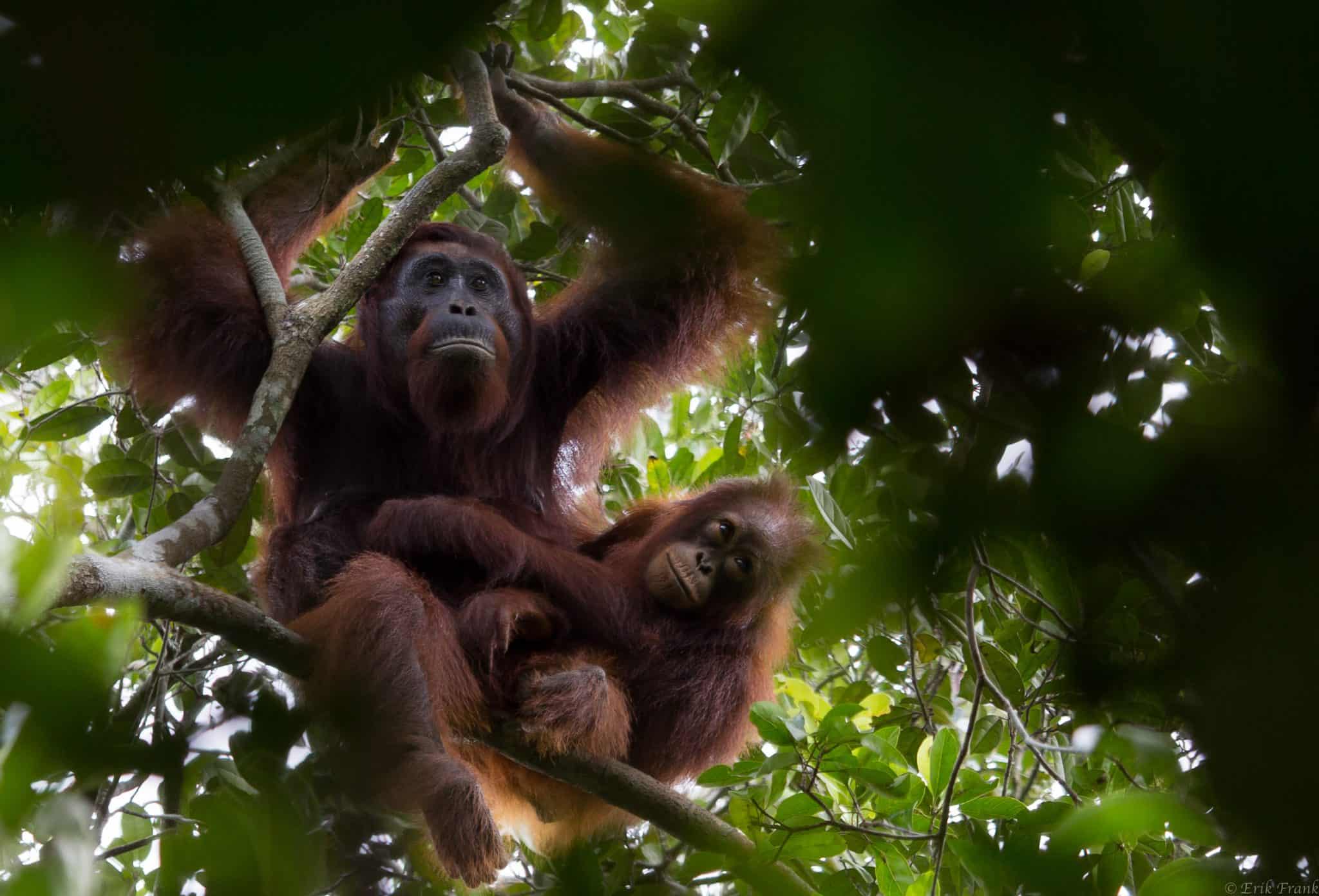Orangutans and Their Intelligence