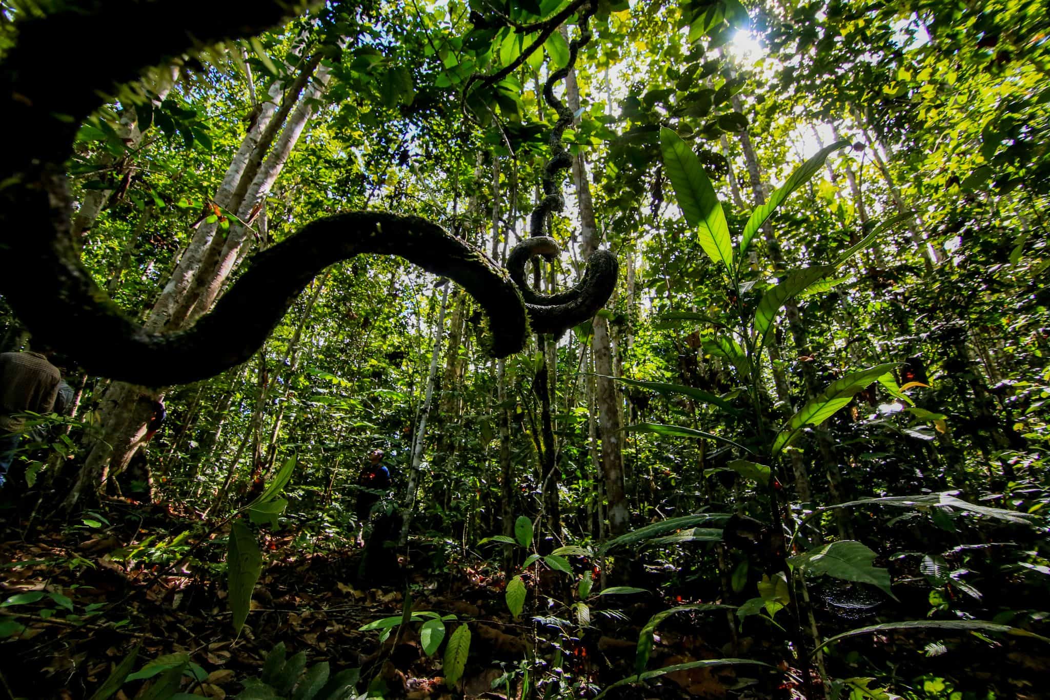 The Climate and You - Borneo Nature Foundation