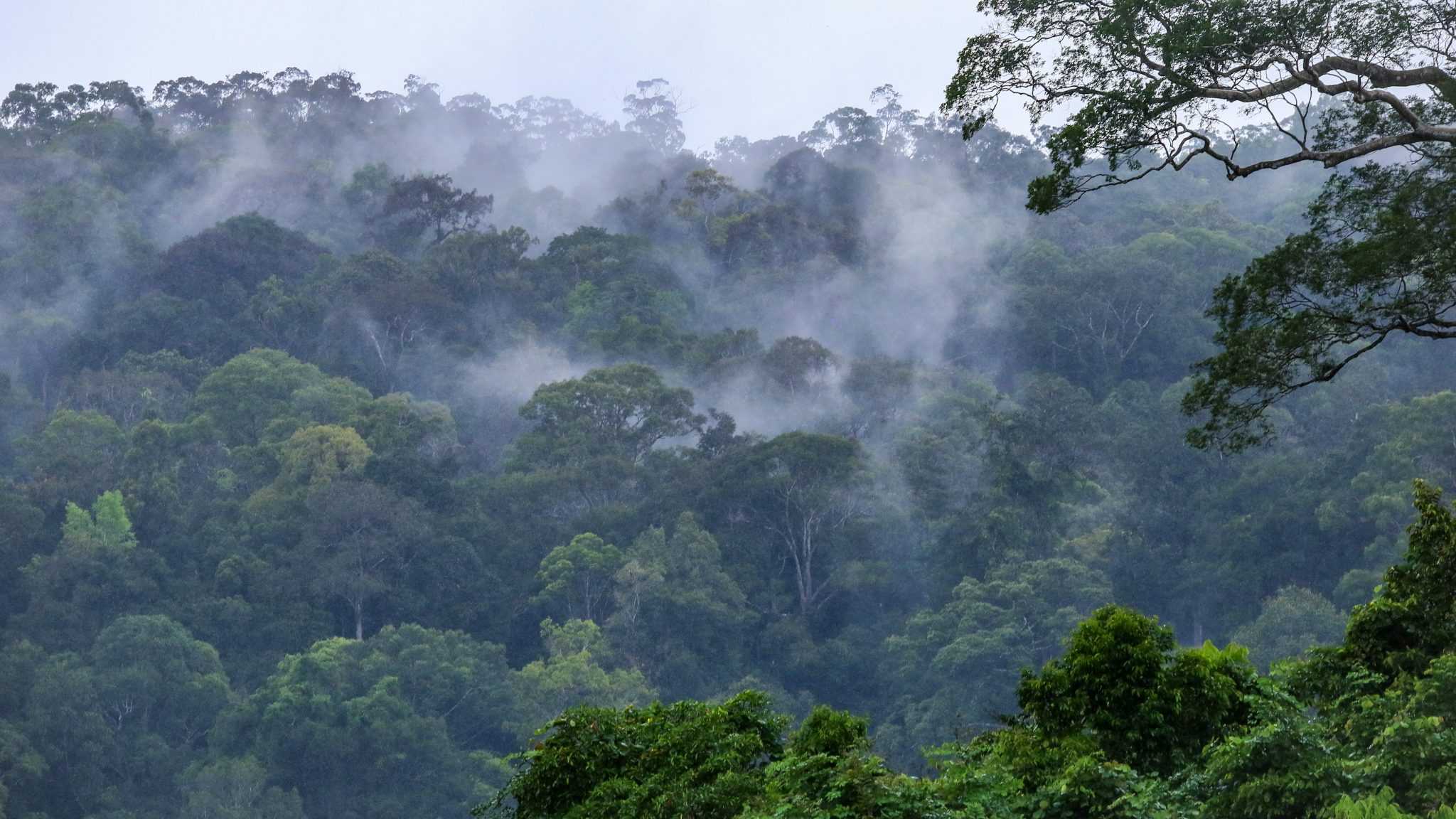 The Climate and You - Borneo Nature Foundation