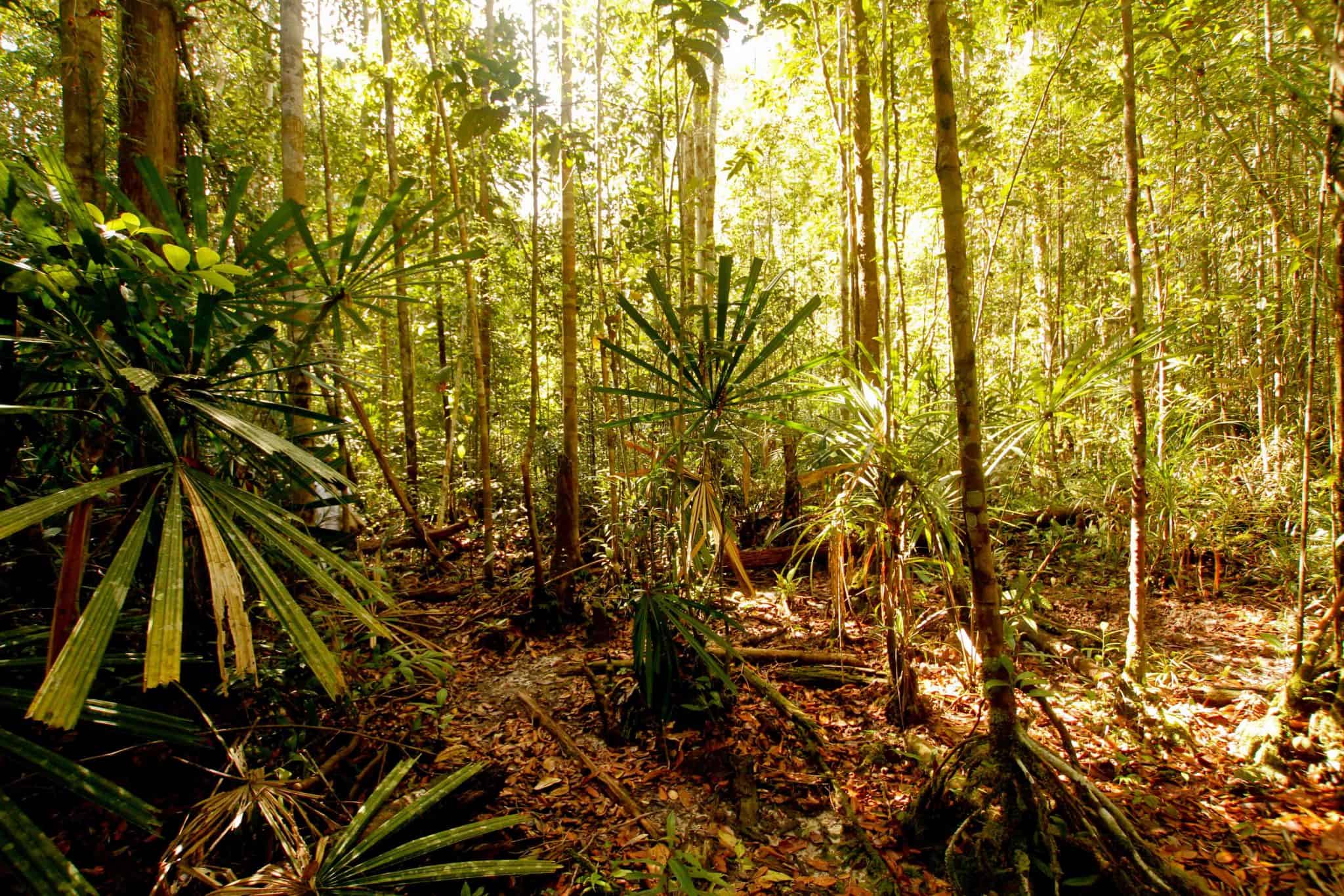 Heath Forest - Borneo Nature Foundation