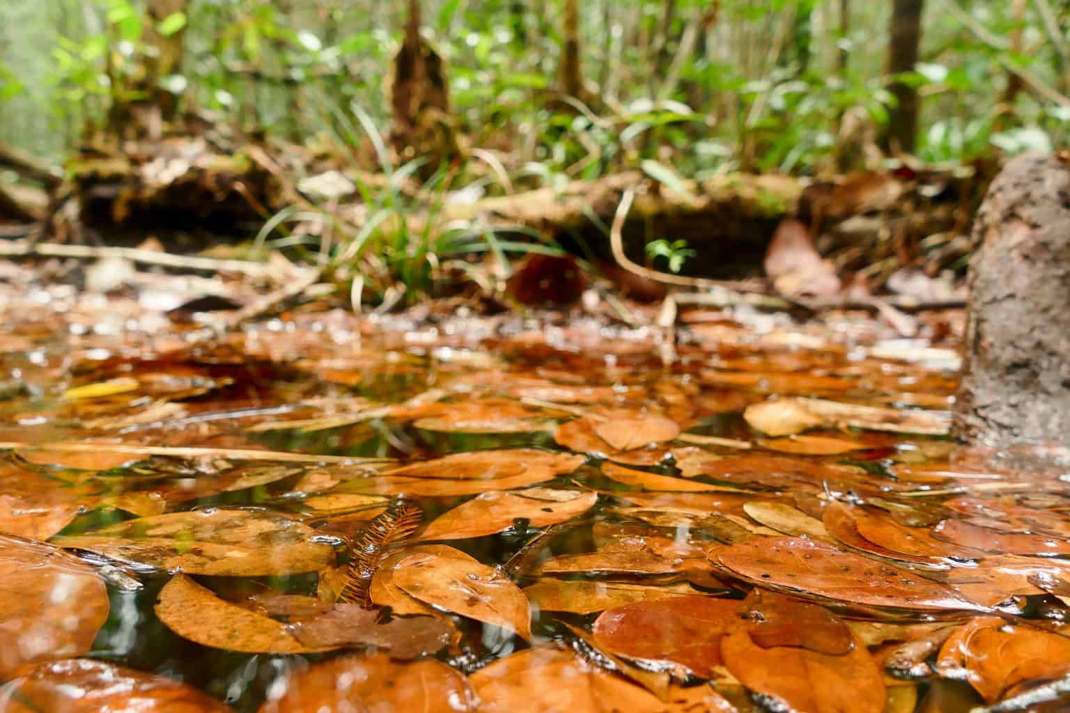 Peat-swamp Forest - Borneo Nature Foundation