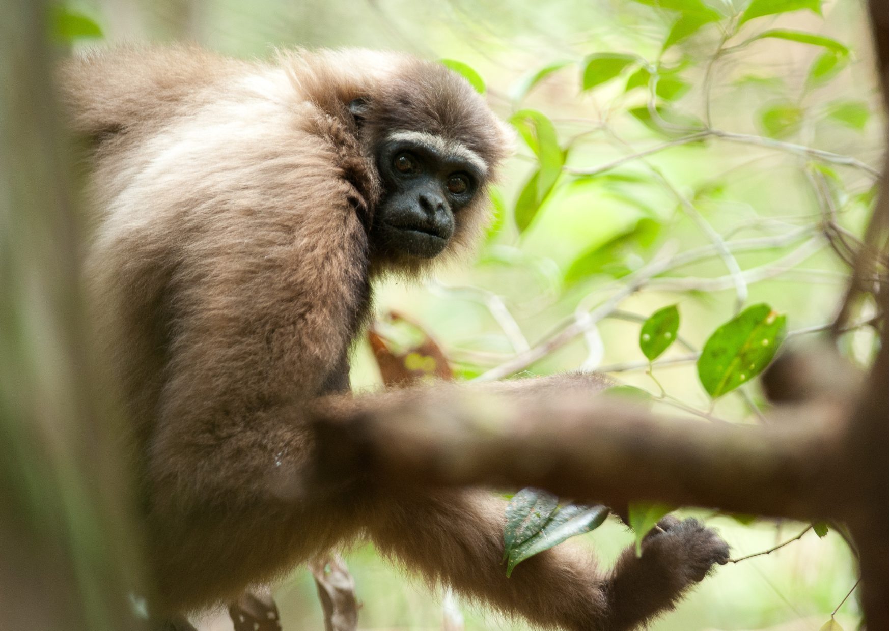 20 YEARS OF GIBBON RESEARCH - Borneo Nature Foundation
